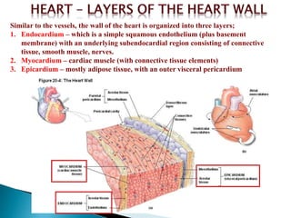 Descripition of heart and purkinje fibres | PPTX