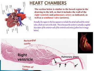 Descripition of heart and purkinje fibres | PPTX