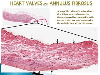 Descripition of heart and purkinje fibres | PPTX