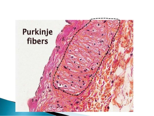 Descripition of heart and purkinje fibres
