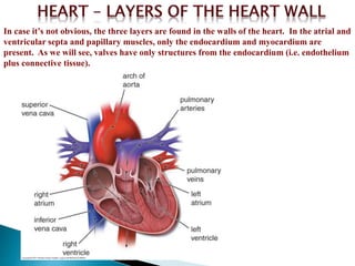 Descripition of heart | PPTX