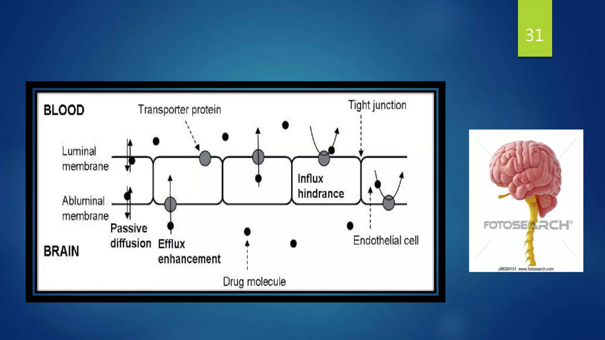 Rationale of prodrug design and practical consideration of | PPTX