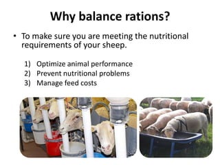 Ration balancing software for sheep | PPTX