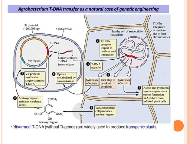 Agrobacterium tumefaciens: A natural genetic engineer | PPTX | Biotech ...