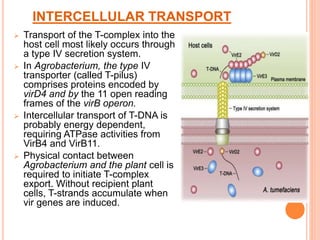 Agrobacterium tumefaciens: A natural genetic engineer | PPTX