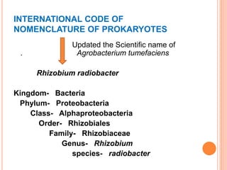 Agrobacterium tumefaciens: A natural genetic engineer | PPTX