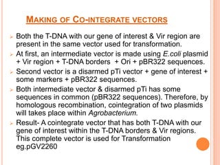 Agrobacterium tumefaciens: A natural genetic engineer | PPTX