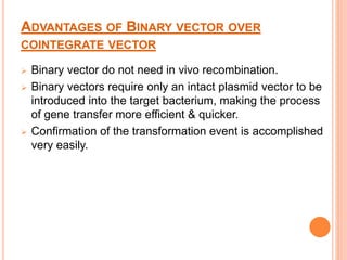 Agrobacterium tumefaciens: A natural genetic engineer | PPTX
