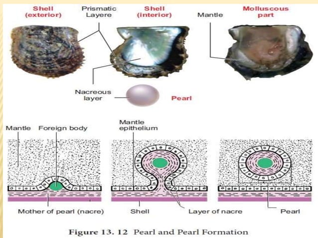 Ratna varga | PPTX | Hinduism | Religion & Spirituality