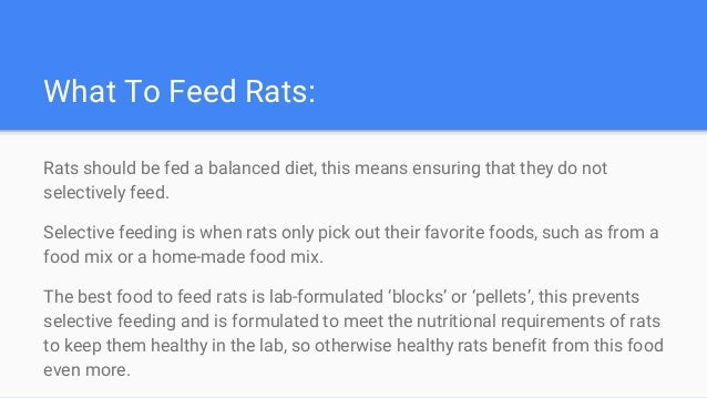 Rat Nutrition 101