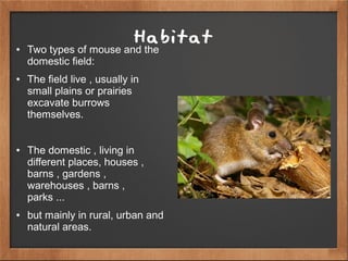 The Mouse | ODP