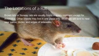 Rats | PPTX