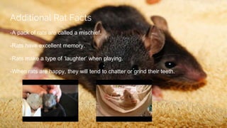 Rats | PPTX