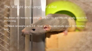 Rats | PPTX