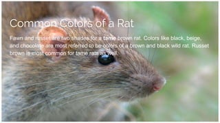 Rats | PPTX