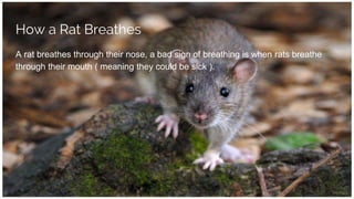 Rats | PPTX