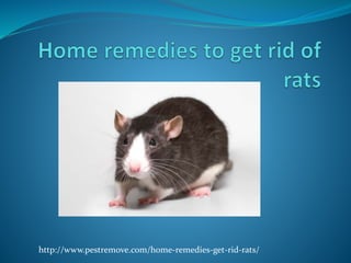 Home remedies to get rid of rats | PPTX