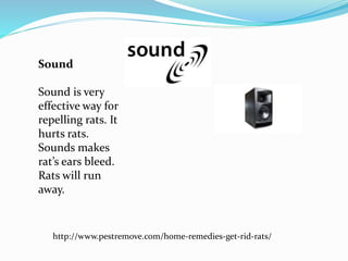 Home remedies to get rid of rats | PPTX