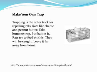 Home remedies to get rid of rats | PPTX