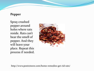 Home remedies to get rid of rats | PPTX