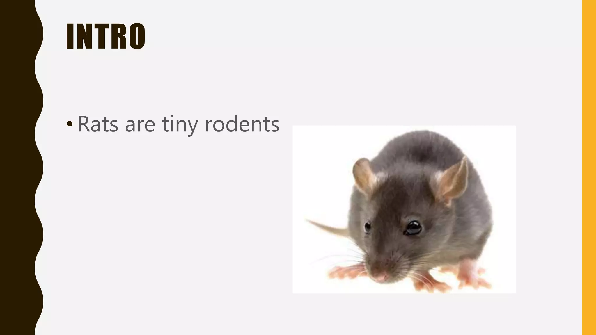 Rats by Ethan | PPT