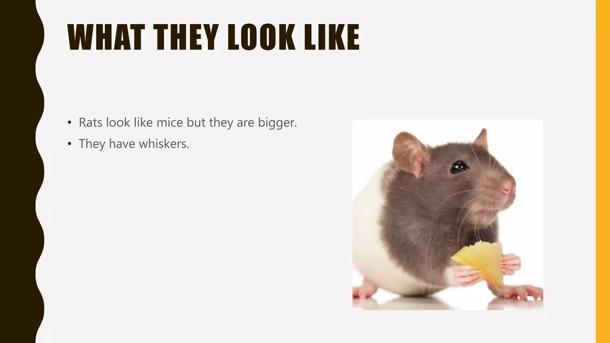 Rats by Ethan | PPTX