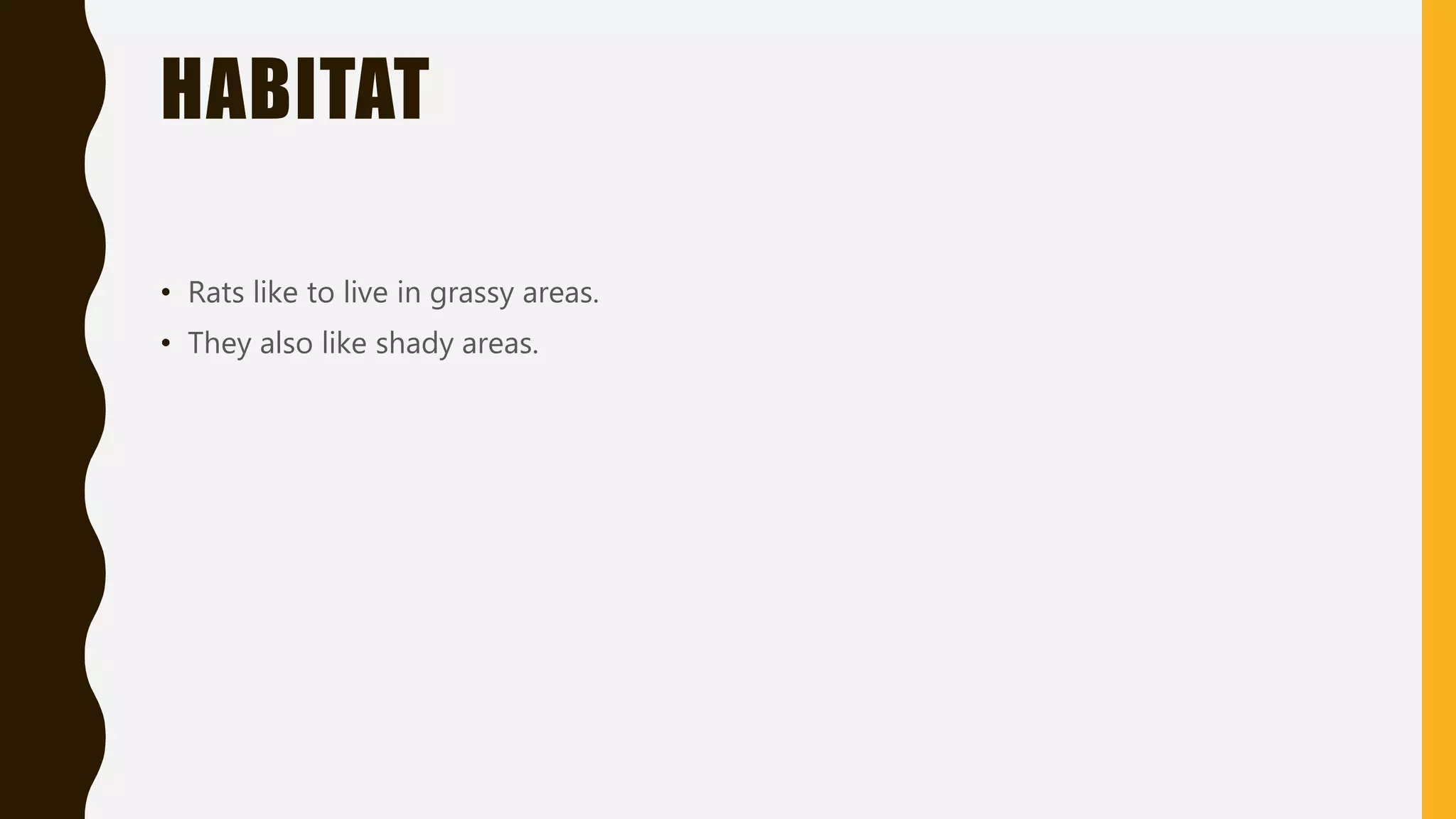 Rats by Ethan | PPTX