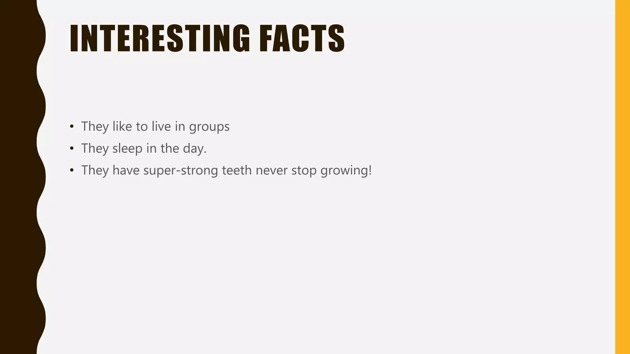 Rats by Ethan | PPTX