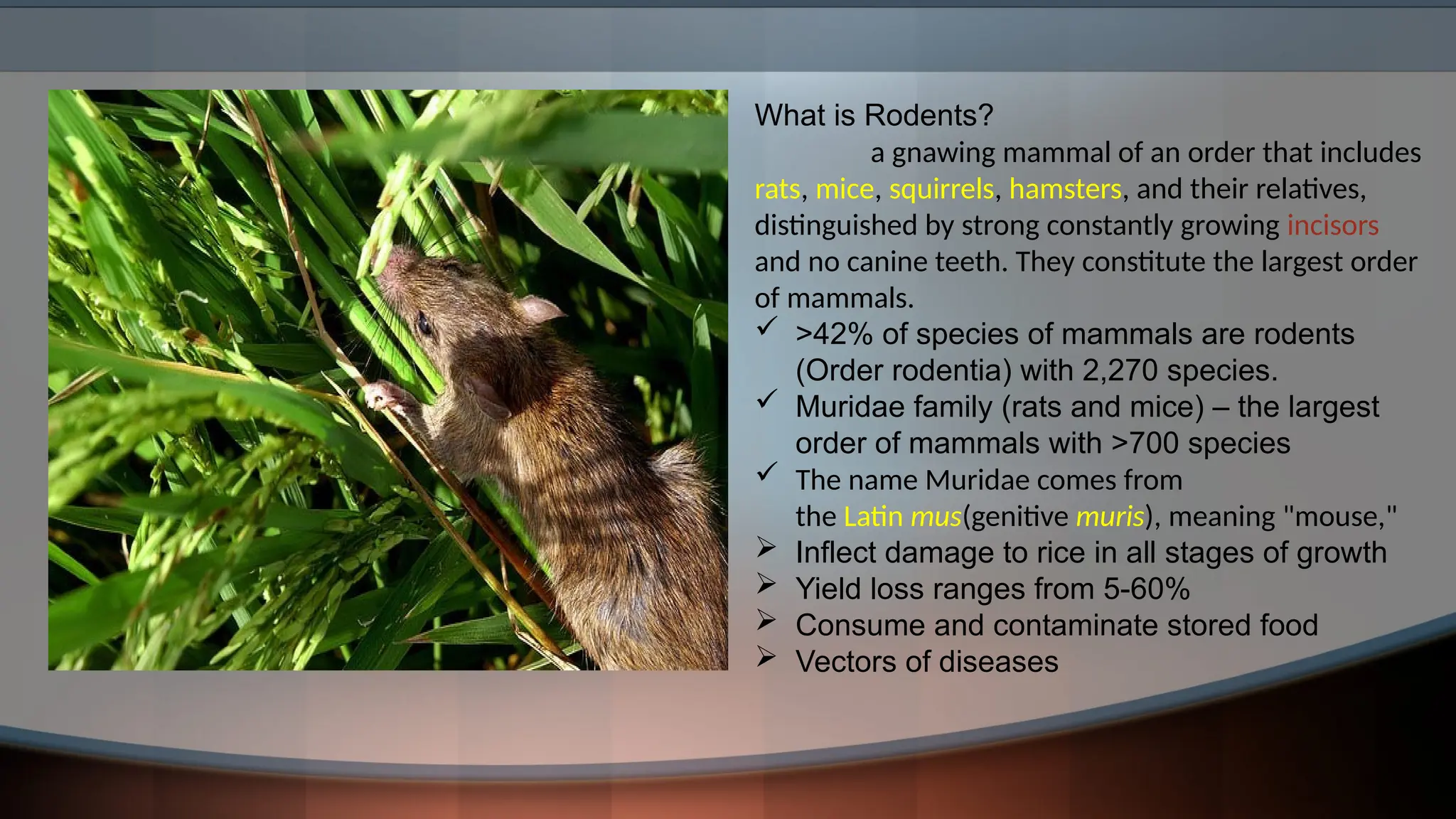 RATS, BIRDS, MOLLUSK AND WEEDppt.docs.pptx