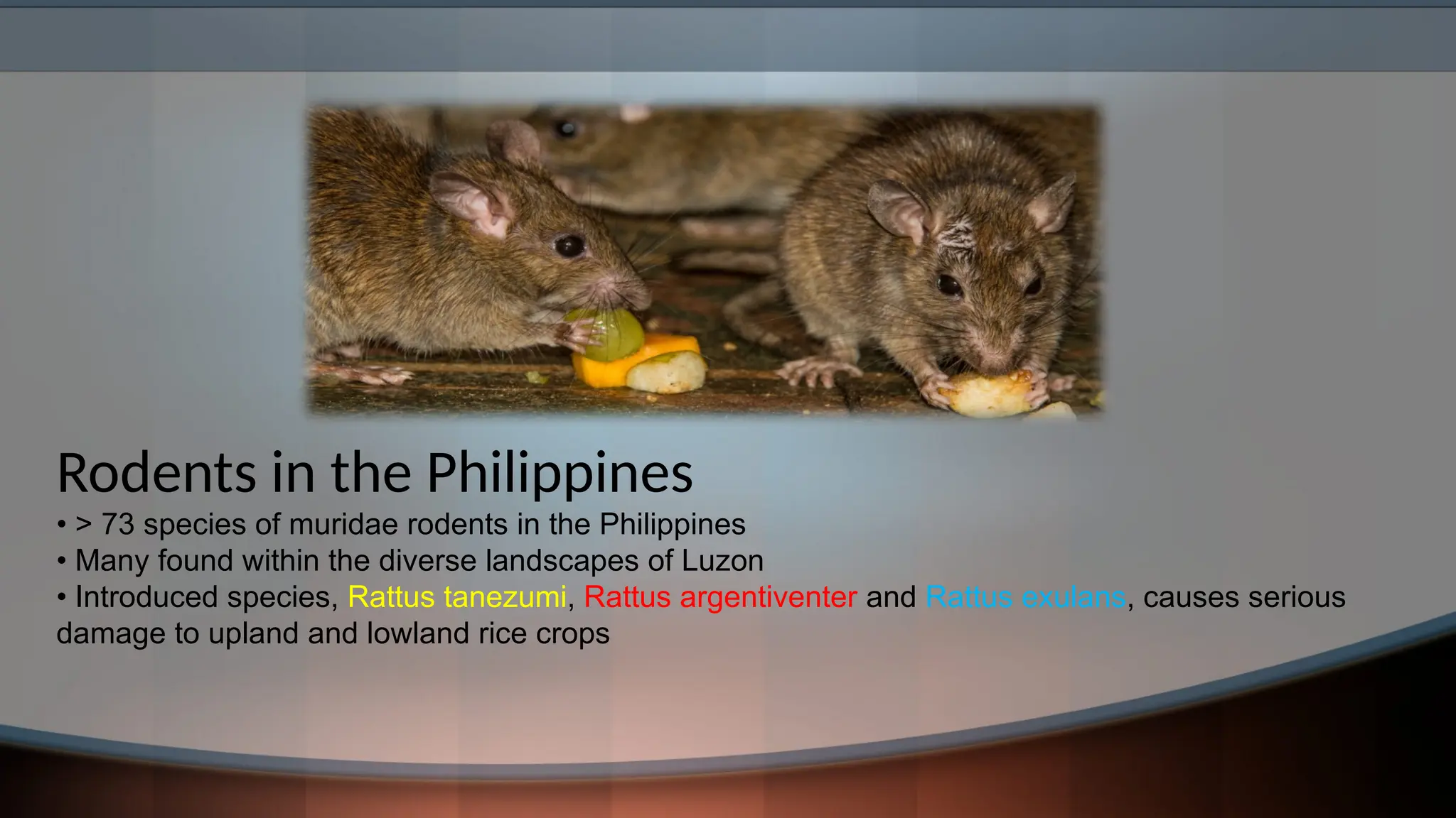 RATS, BIRDS, MOLLUSK AND WEEDppt.docs.pptx