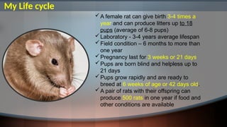 RATS, BIRDS, MOLLUSK AND WEEDppt.docs.pptx