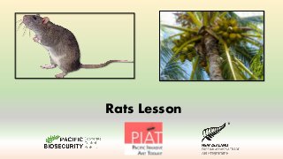 Rats Powerpoint - Year 6.pptx