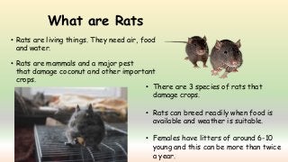 Rats Powerpoint - Year 6.pptx