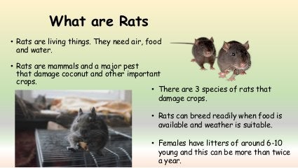 Rats Powerpoint - Year 6.pptx