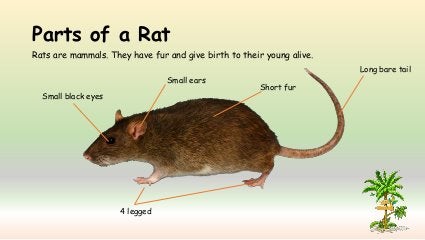 Rats Powerpoint - Year 6.pptx
