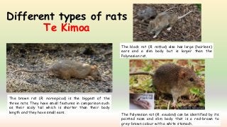 Rats Powerpoint - Year 6.pptx
