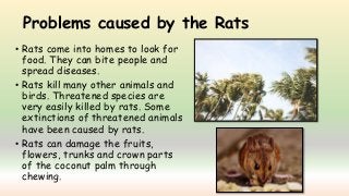 Rats Powerpoint - Year 6.pptx