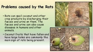 Rats Powerpoint - Year 6.pptx