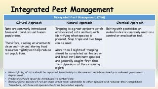 Rats Powerpoint - Year 6.pptx