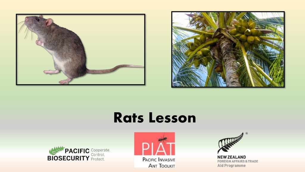 Rats Powerpoint - Year 6.pptx