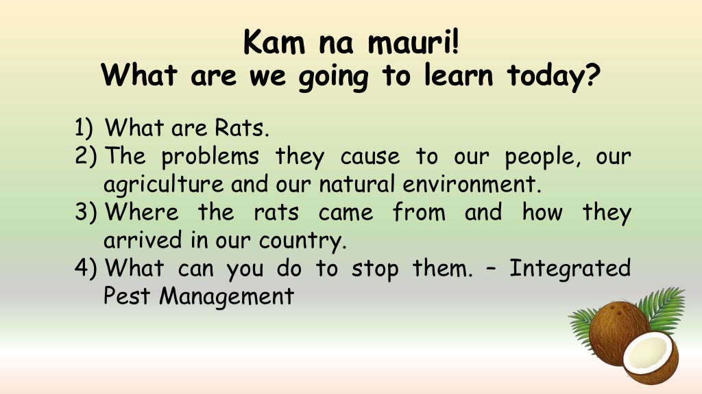 Rats Powerpoint - Year 6.pptx
