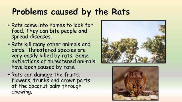 Rats Powerpoint - Year 6.pptx