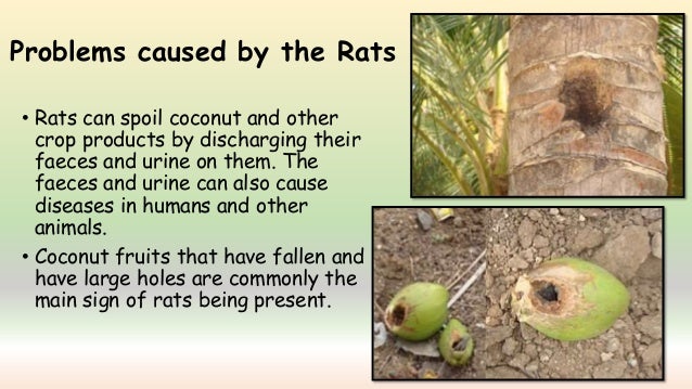 Rats Powerpoint - Year 6.pptx
