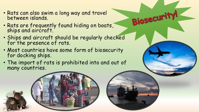 Rats Powerpoint - Year 6.pptx