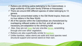 rattans-an important non wood forest product | PPTX