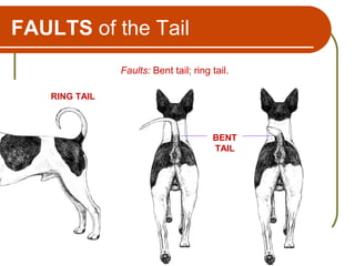 Do Rat Terriers Have Tails