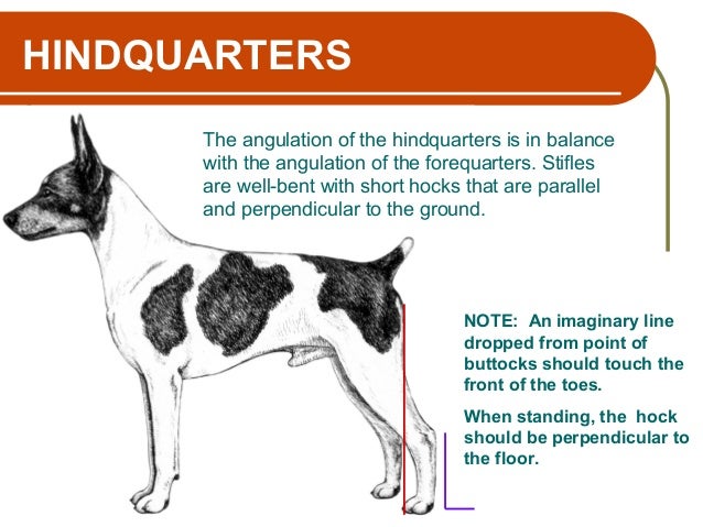 Rat Terrier Breed Seminar