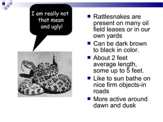 Rattlesnakes safety | PPT
