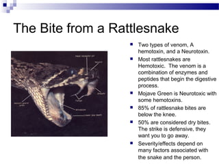 Rattlesnakes safety | PPT | First Aid | Injuries