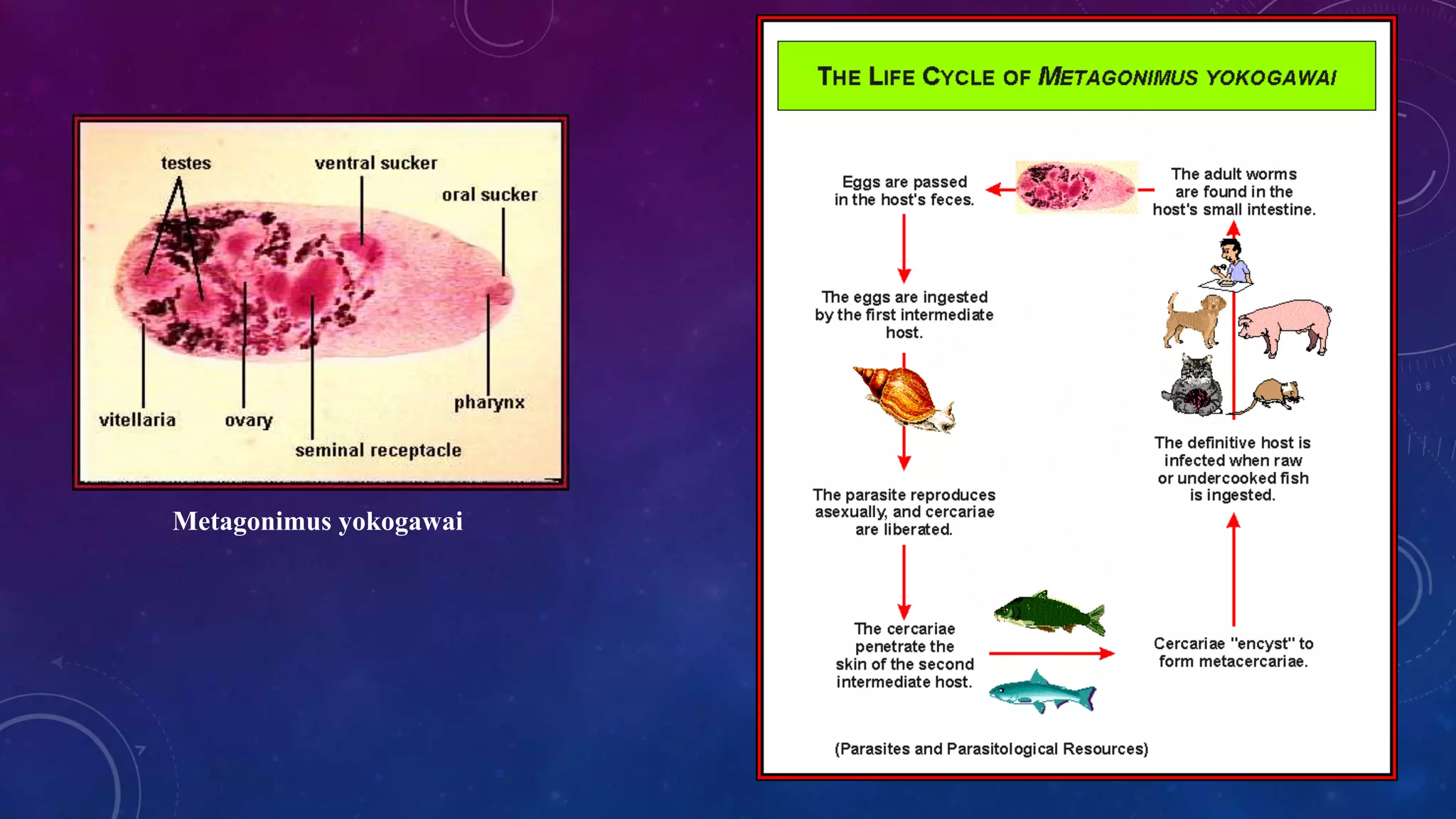 Food Borne Parasites and their control | PPTX